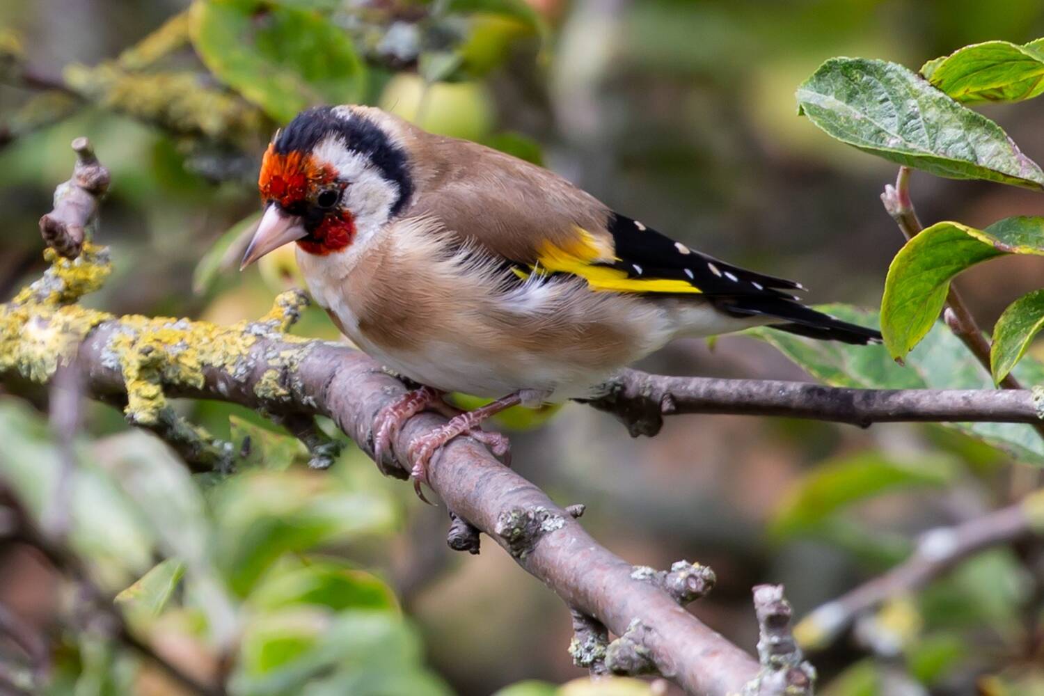 Tunnistatko nämä 9 tuttua lintulajia? - Ystava.net